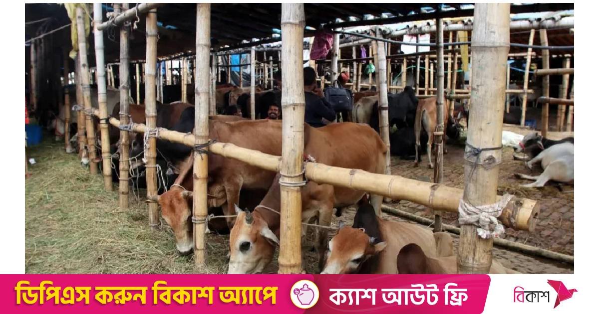 Dhaka cattle markets take shape ahead of Eid-ul-Azha
