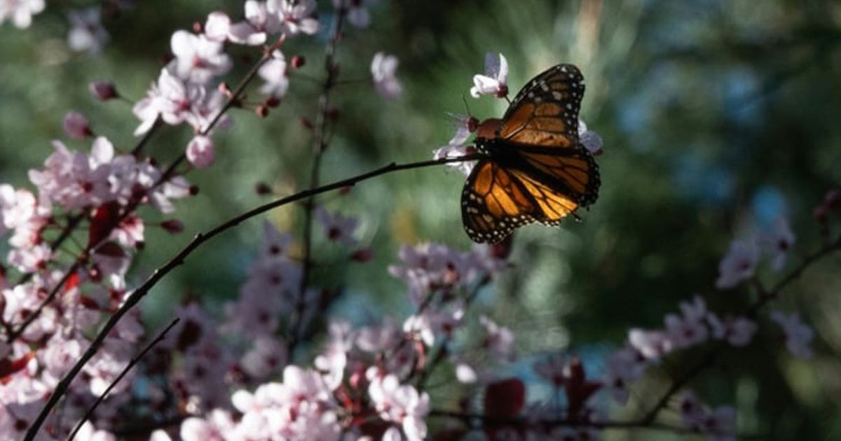 Endangered monarch butterflies face perilous storm