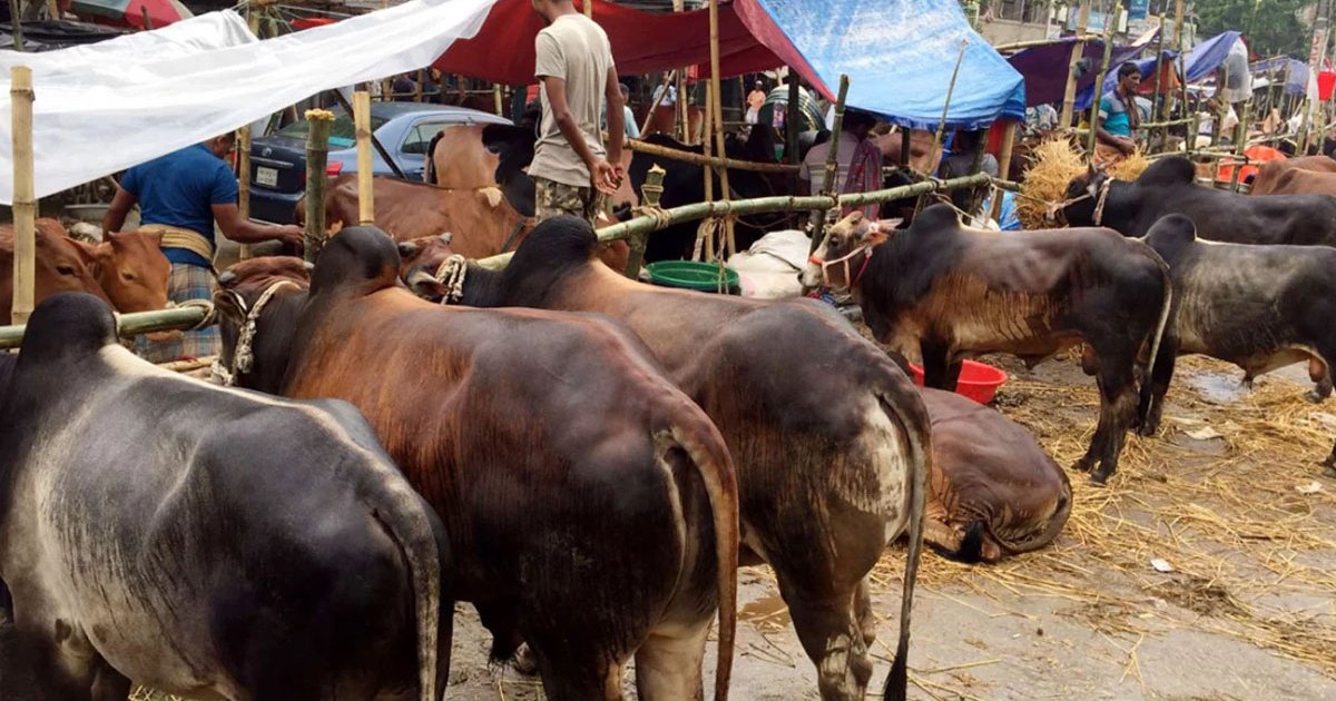Govt issues instructions on cattle markets
