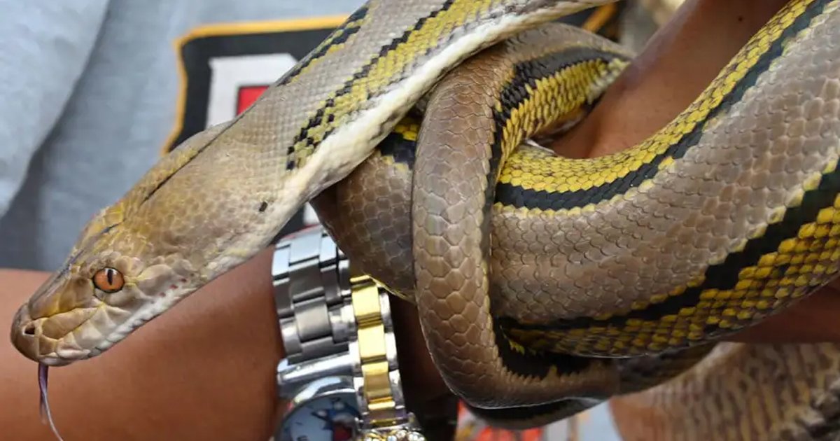 Indonesian woman found dead inside giant python
