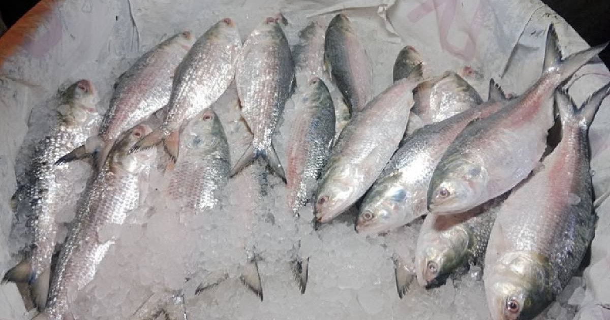 Hilsa floods Chandpur markets, prices drop