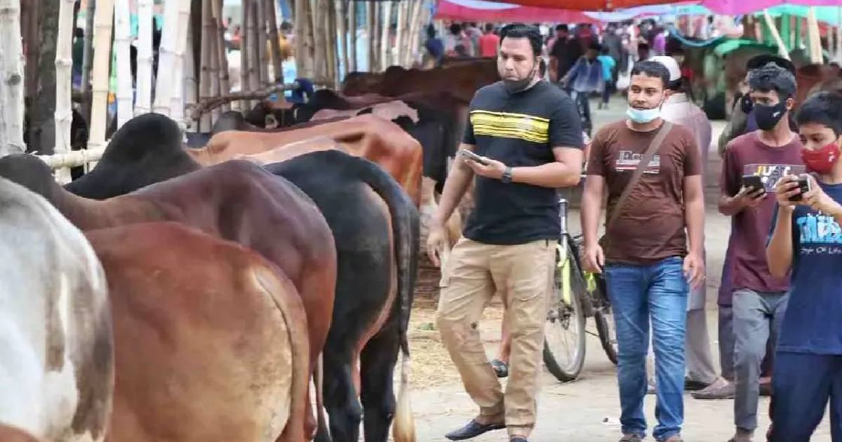 Khulna farmers ready for Eid with surplus animals