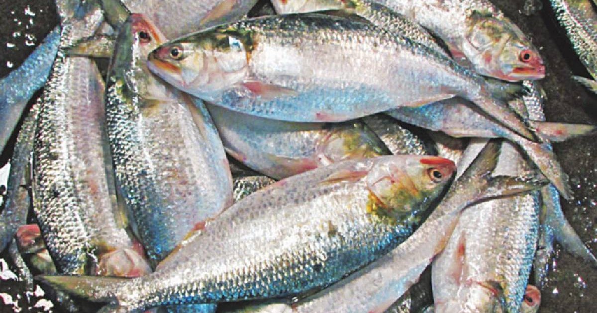 Bangladesh to export Hilsa to India at Tk 1,521/KG