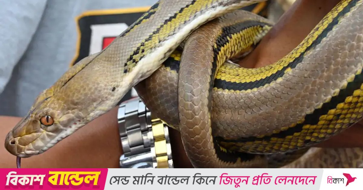 Indonesian woman found dead inside giant python