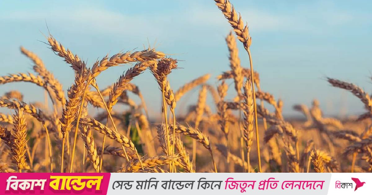 Bangladesh to double wheat imports amid global supply challenges