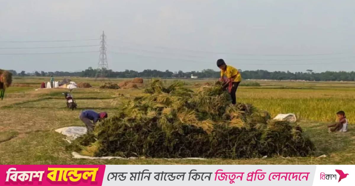 After flood, Boro season unfolds in Sunamganj